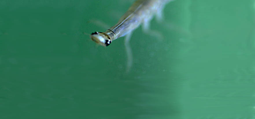 The workings of exotic invertebrate eyes - Welcome to the Buschbeck Lab